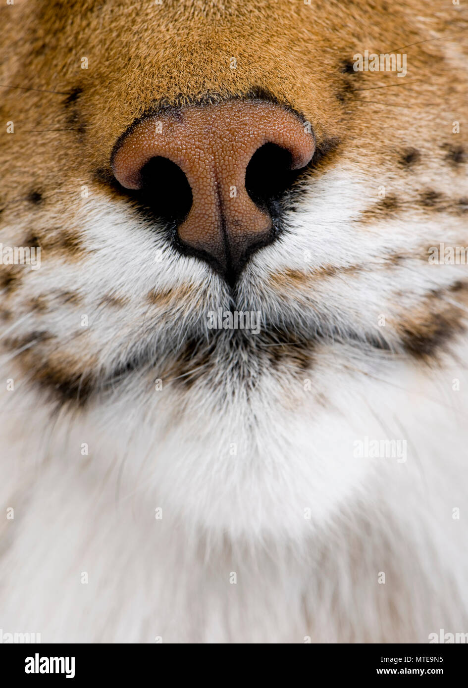 Close-up of Eurasian Lynx nose, Lynx lynx, 5 years old Stock Photo - Alamy