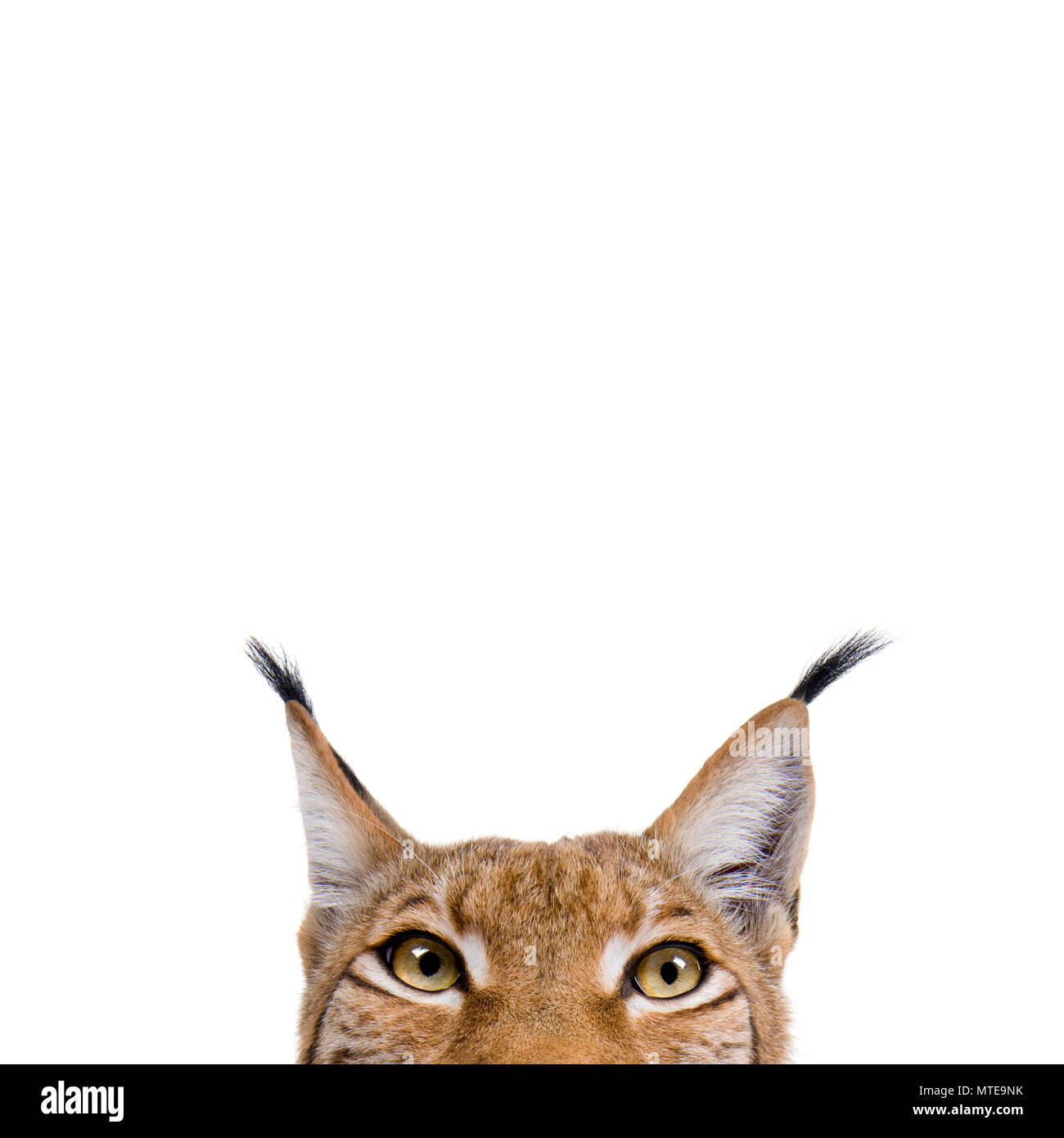 Front lynx hi-res stock photography and images - Alamy