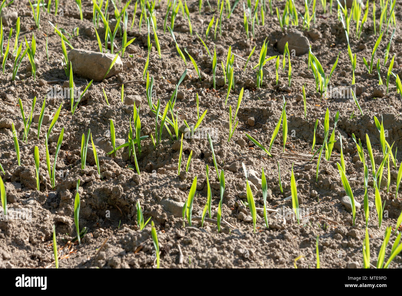 Growing crops in a farm Stock Photo - Alamy