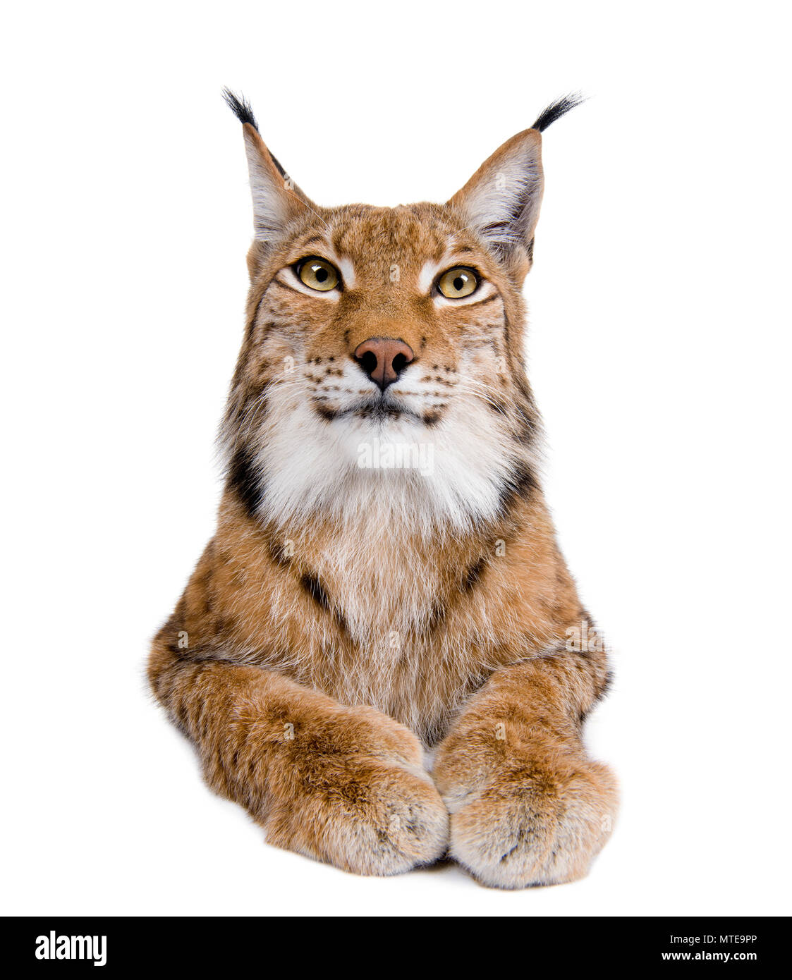Cropped view of Eurasian Lynx, lynx lynx, 5 years old, in front of ...