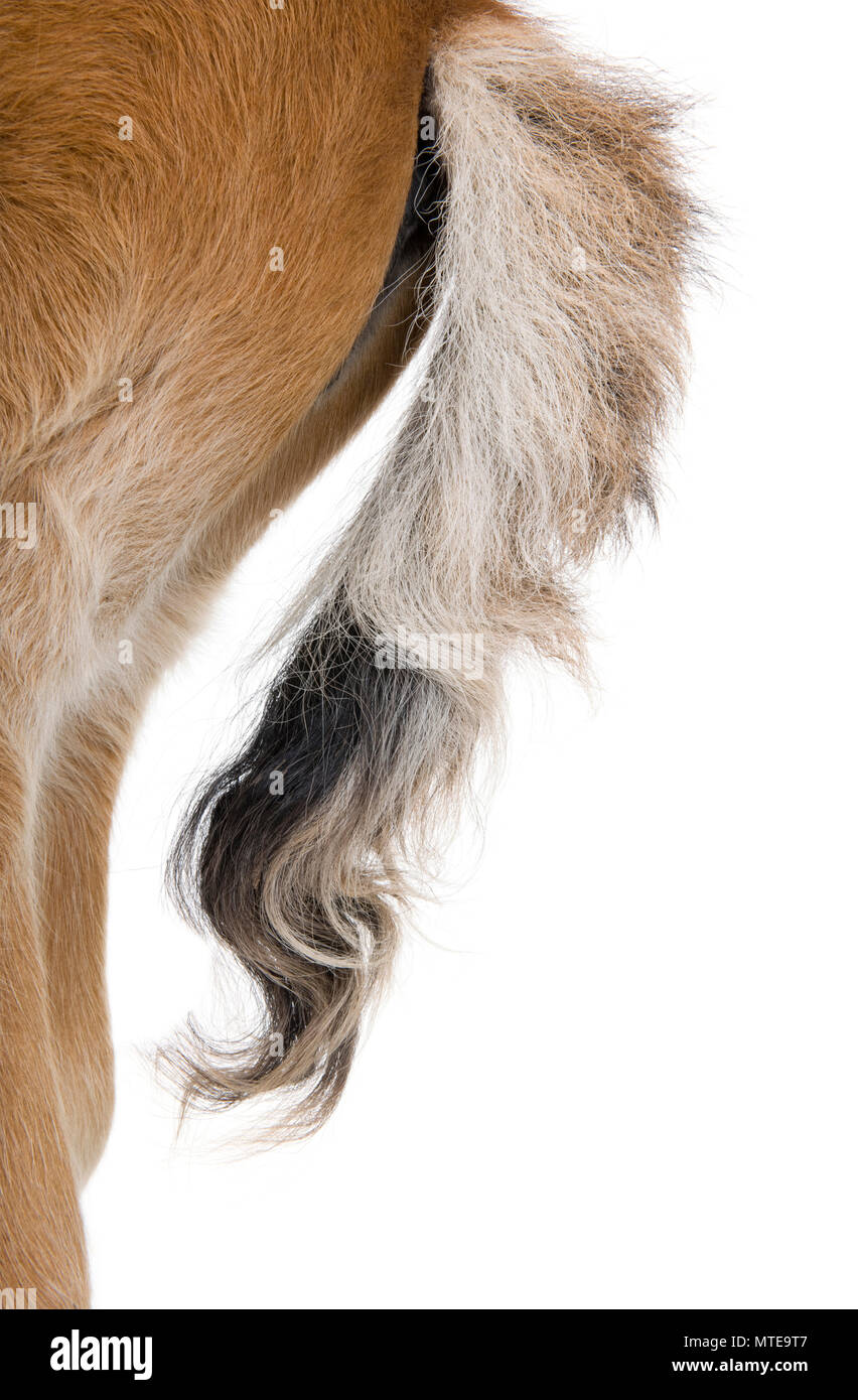 Foal's tail, 4 weeks old, in front of white background, studio shot ...