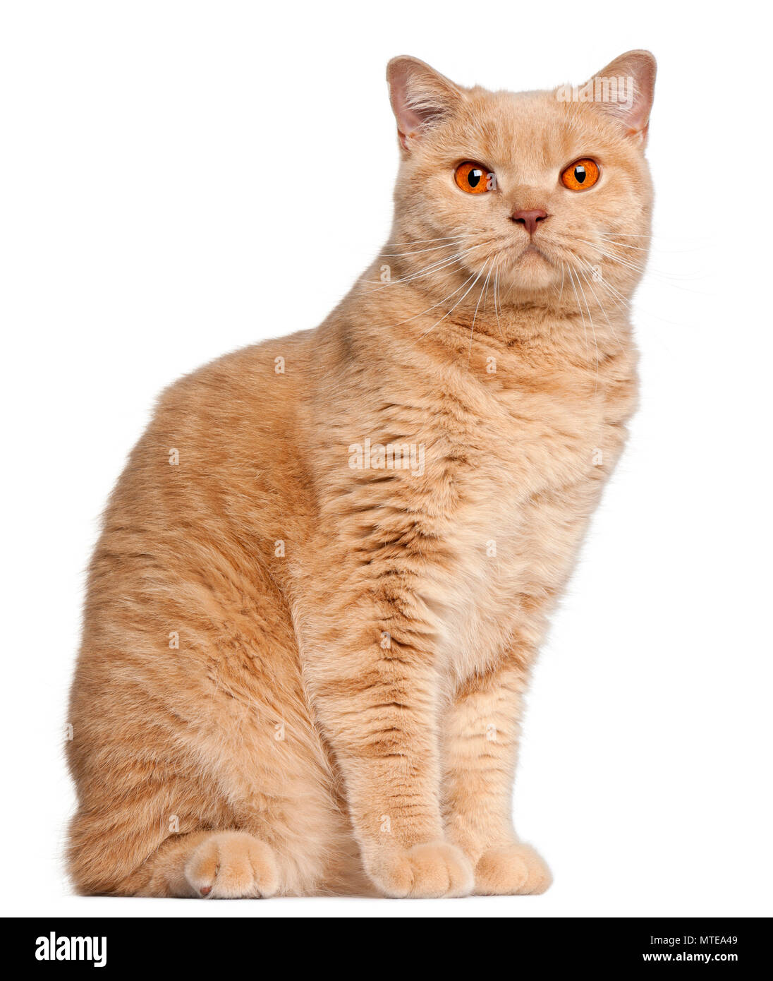British shorthair ginger cat hi-res stock photography and images - Alamy