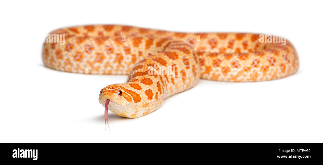 Western hog-nosed snake, Heterodon nasicus against white background ...