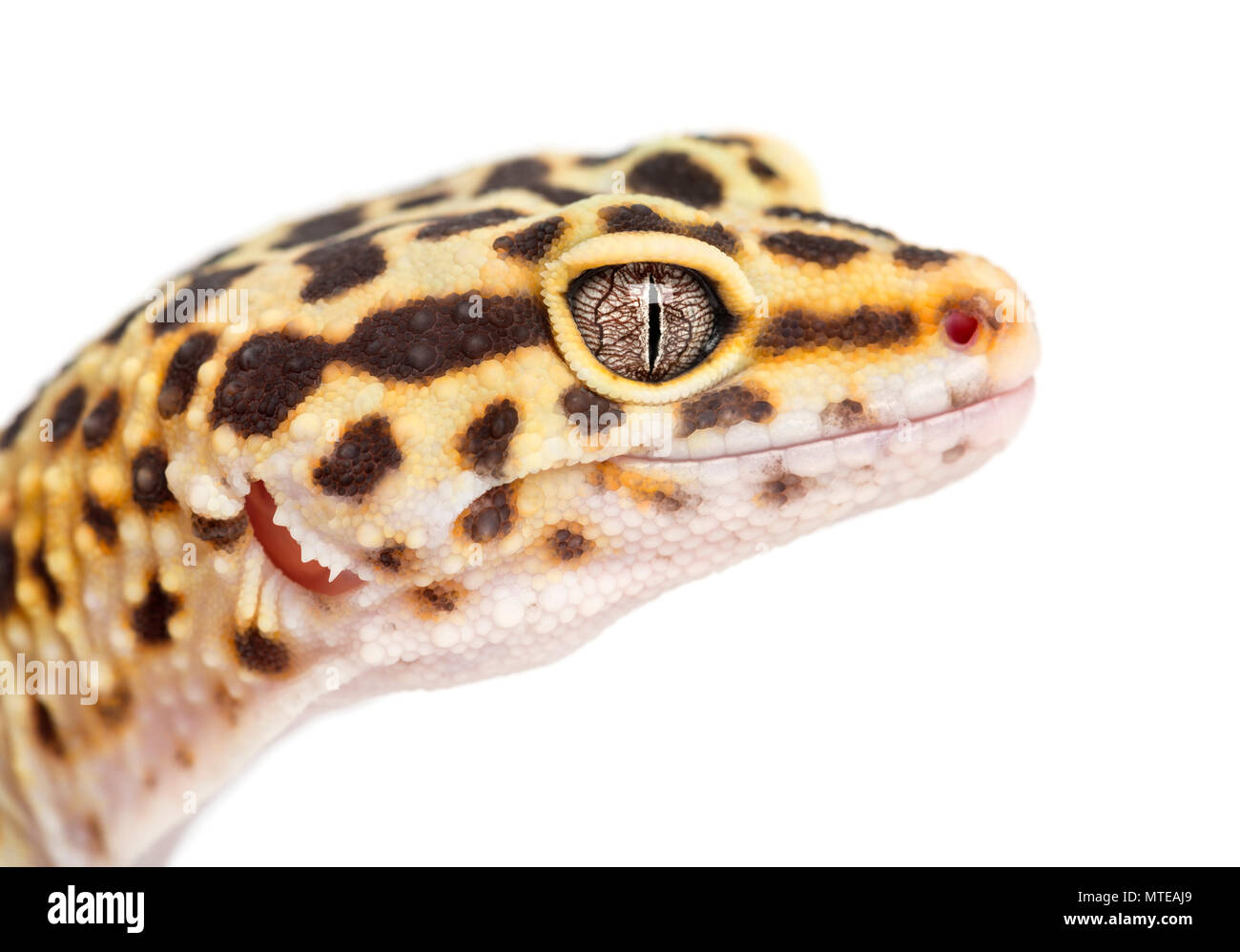 Leopard gecko profile hi-res stock photography and images - Alamy