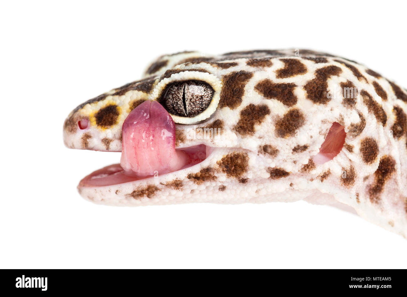 Leopard gecko, Eublepharis macularius, close up against white ...