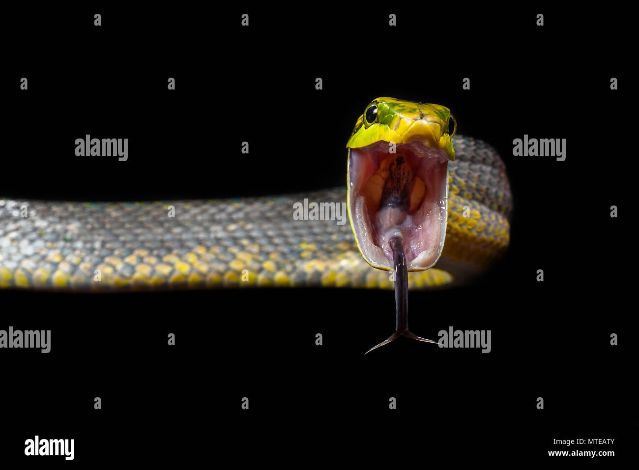 Rainforest snakes hi-res stock photography and images - Alamy