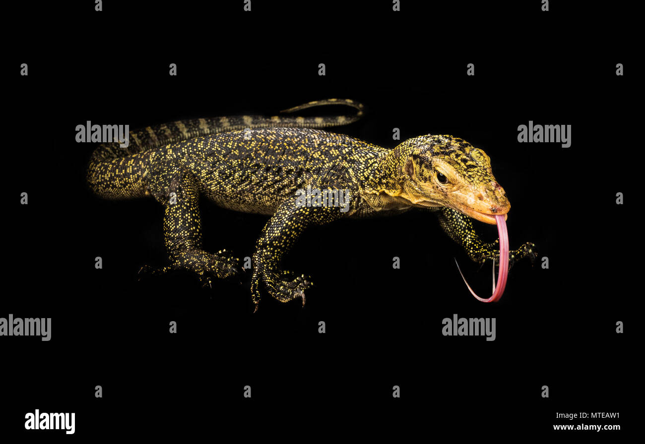 Varanus melinus hi-res stock photography and images - Alamy