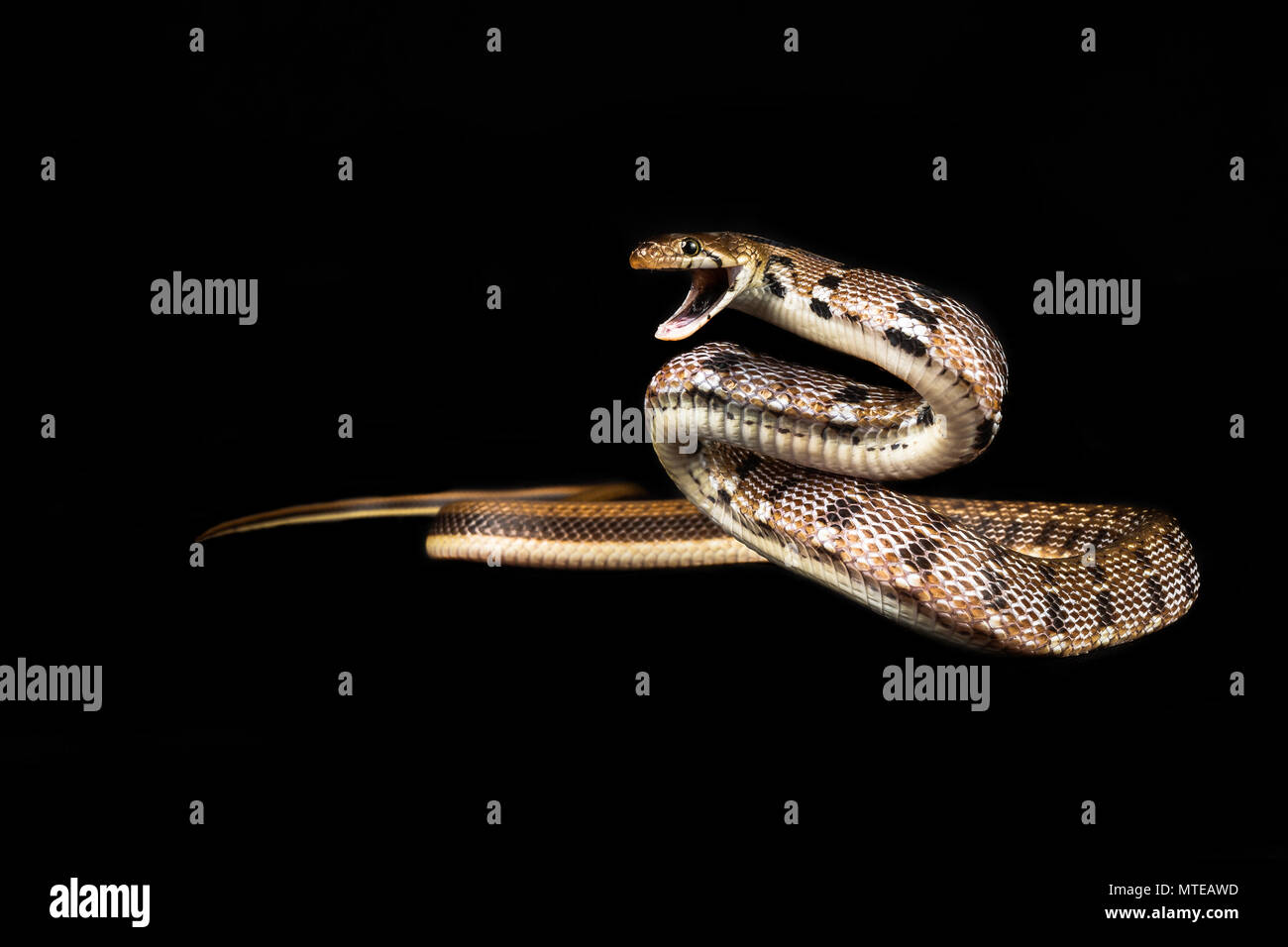 Snake photography tips hi-res stock photography and images - Alamy