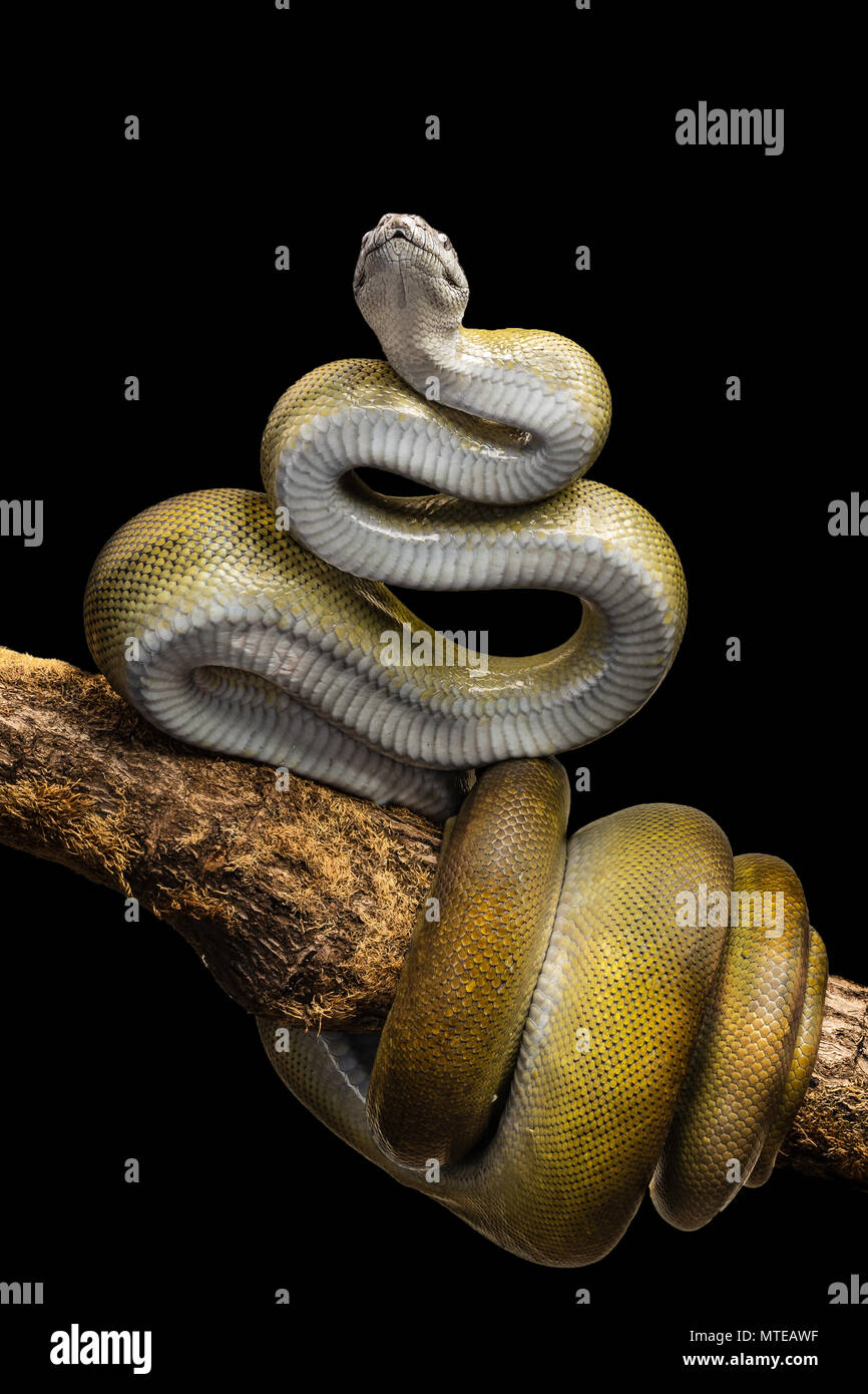 Apodora papuana / Papuan python Stock Photo - Alamy