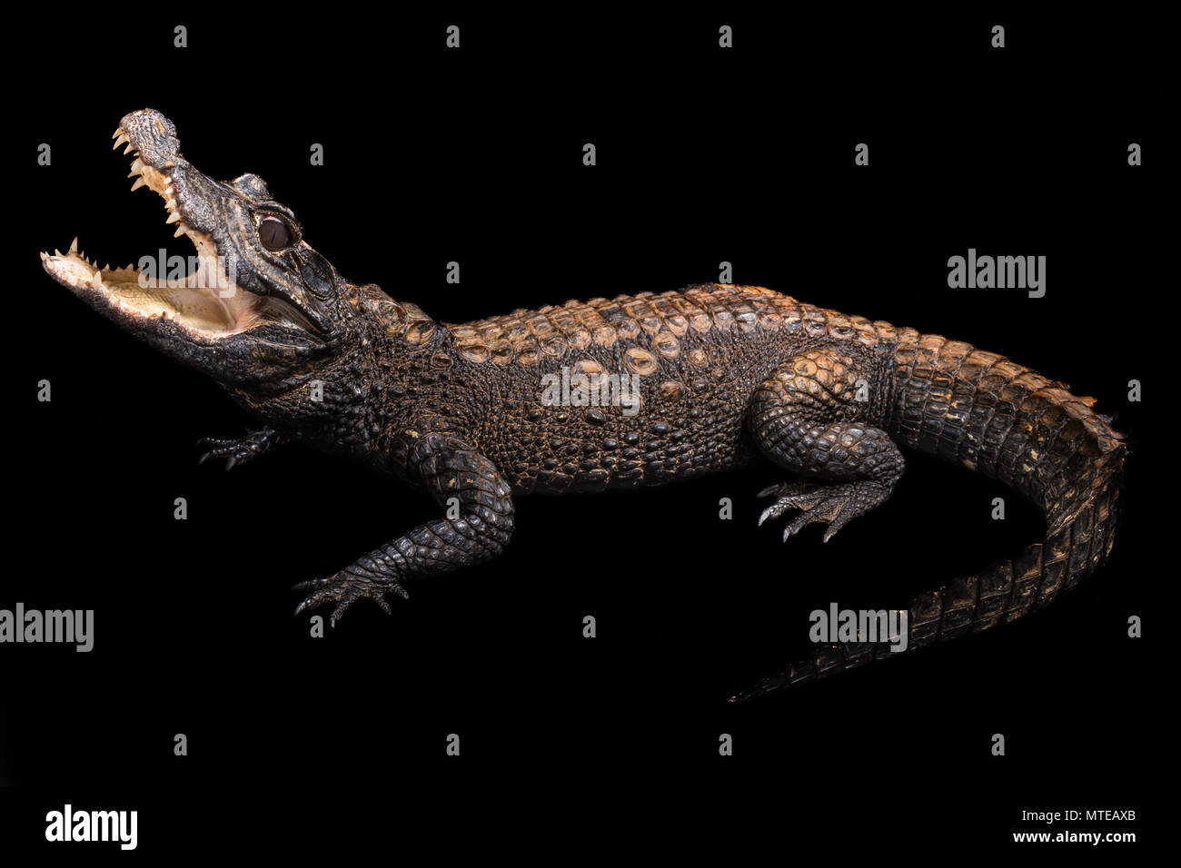 Osteolaemus tetraspis / Dwarf crocodile Stock Photo - Alamy