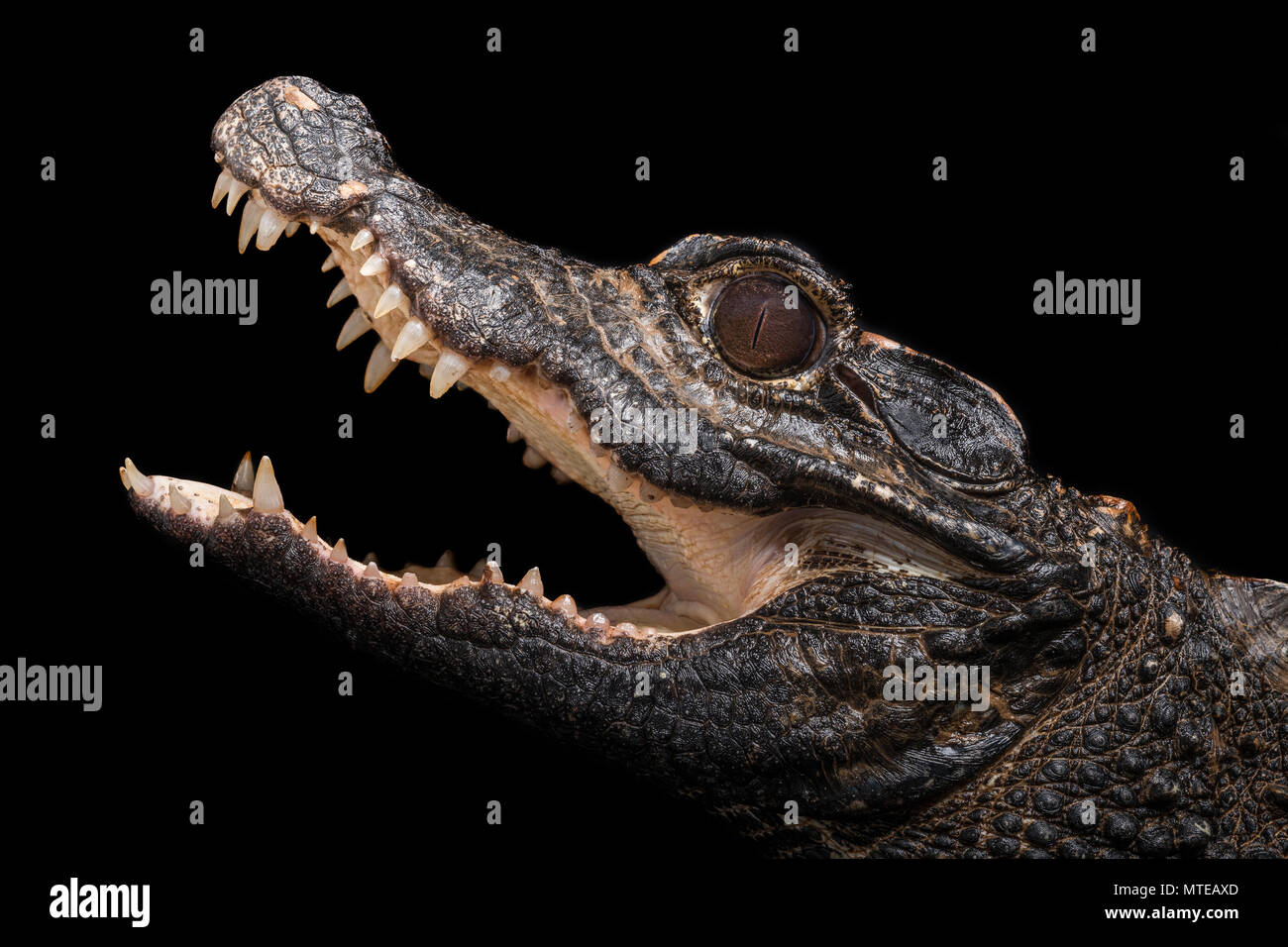 Osteolaemus tetraspis / Dwarf crocodile Stock Photo - Alamy