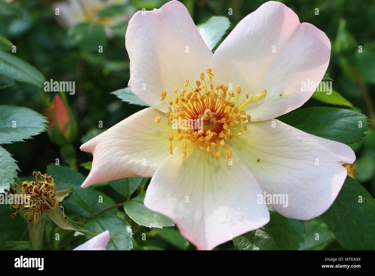 Close up view of highly scented beautiful single five petal Keith ...