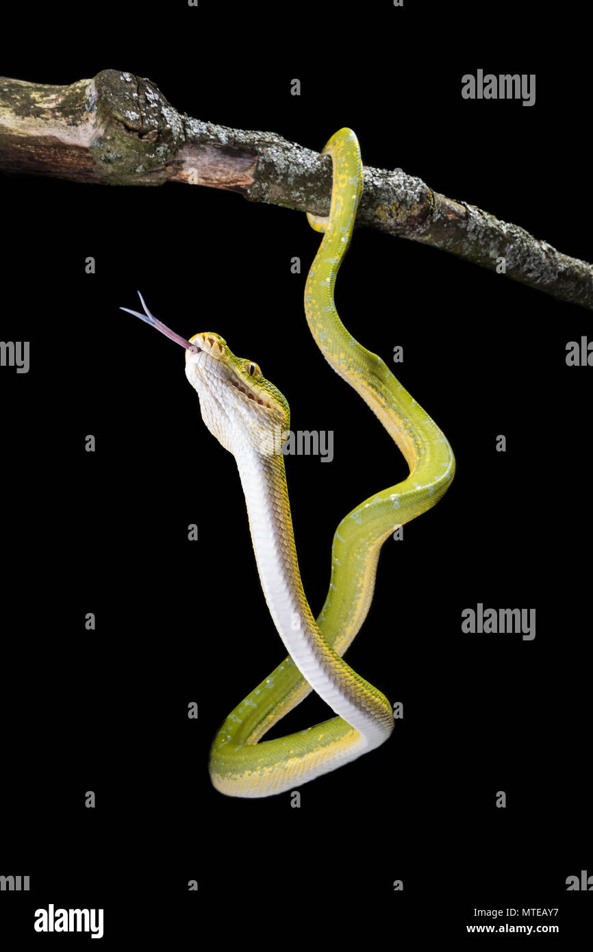 Morelia viridis / Green tree python Stock Photo - Alamy