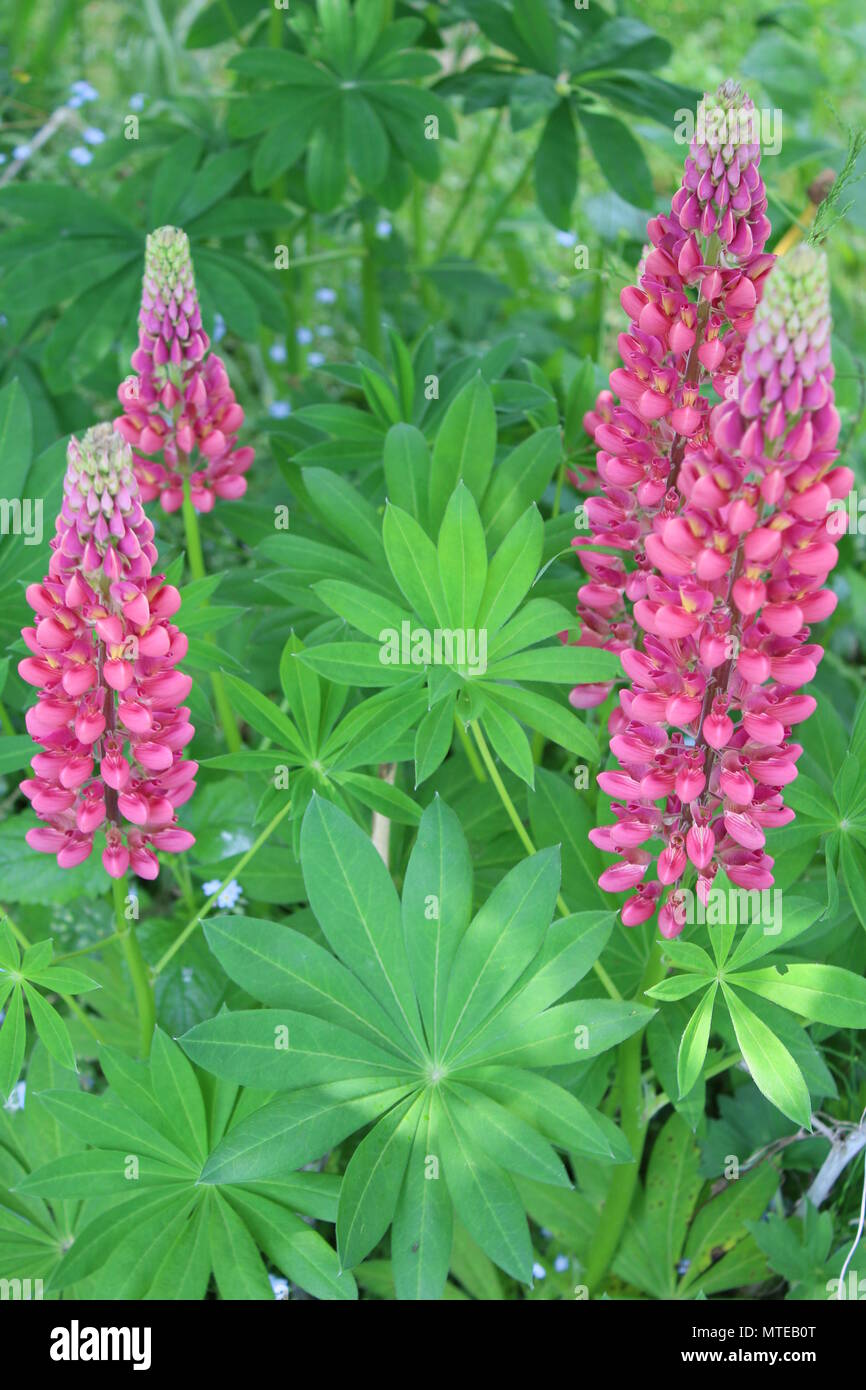 Summer wild lupin hi-res stock photography and images - Alamy