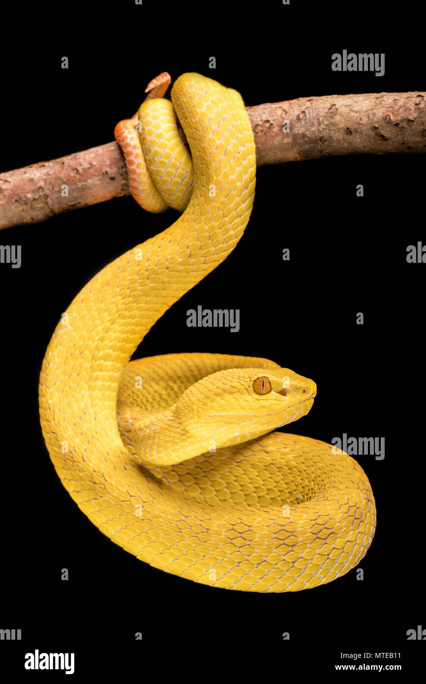 Trimeresurus albolabris insularis / white-lipped island pit viper Stock ...