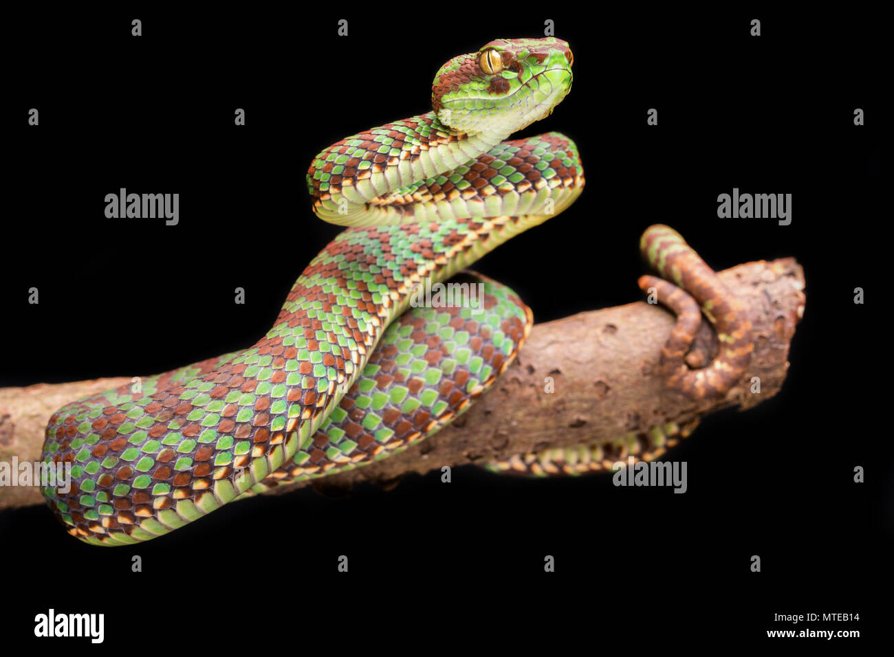 Trimeresurus venustus hi-res stock photography and images - Alamy
