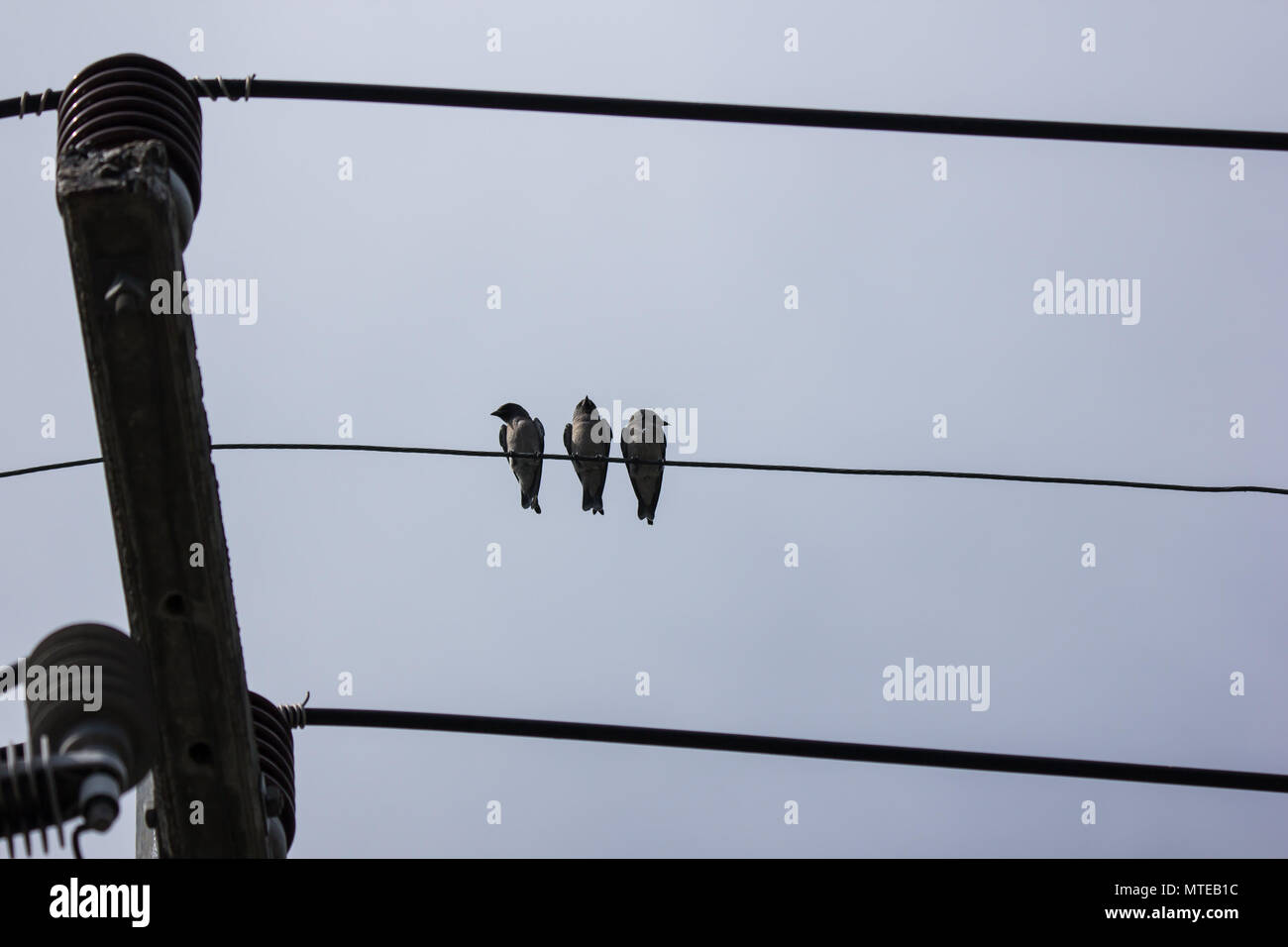 Close up of Small bird on electricity line Stock Photo - Alamy