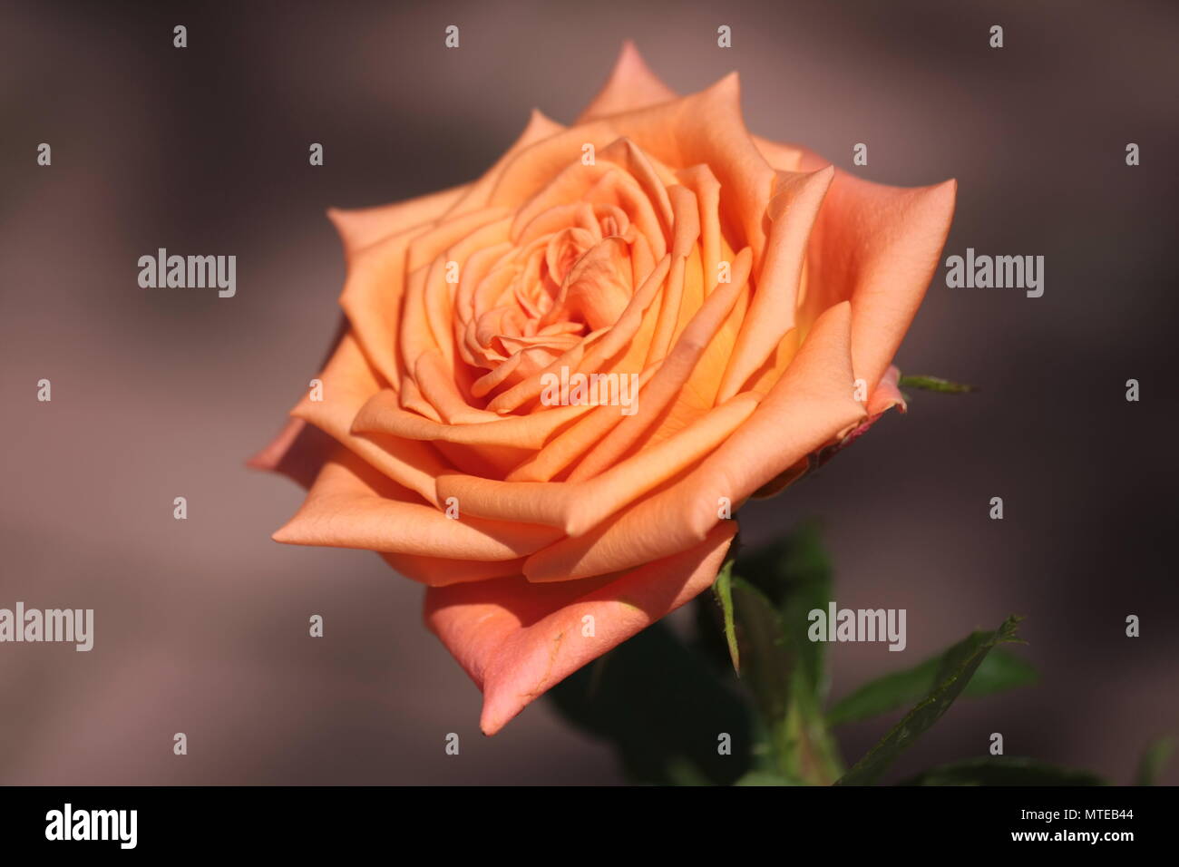 Close look of a rose standing alone on the field Stock Photo - Alamy