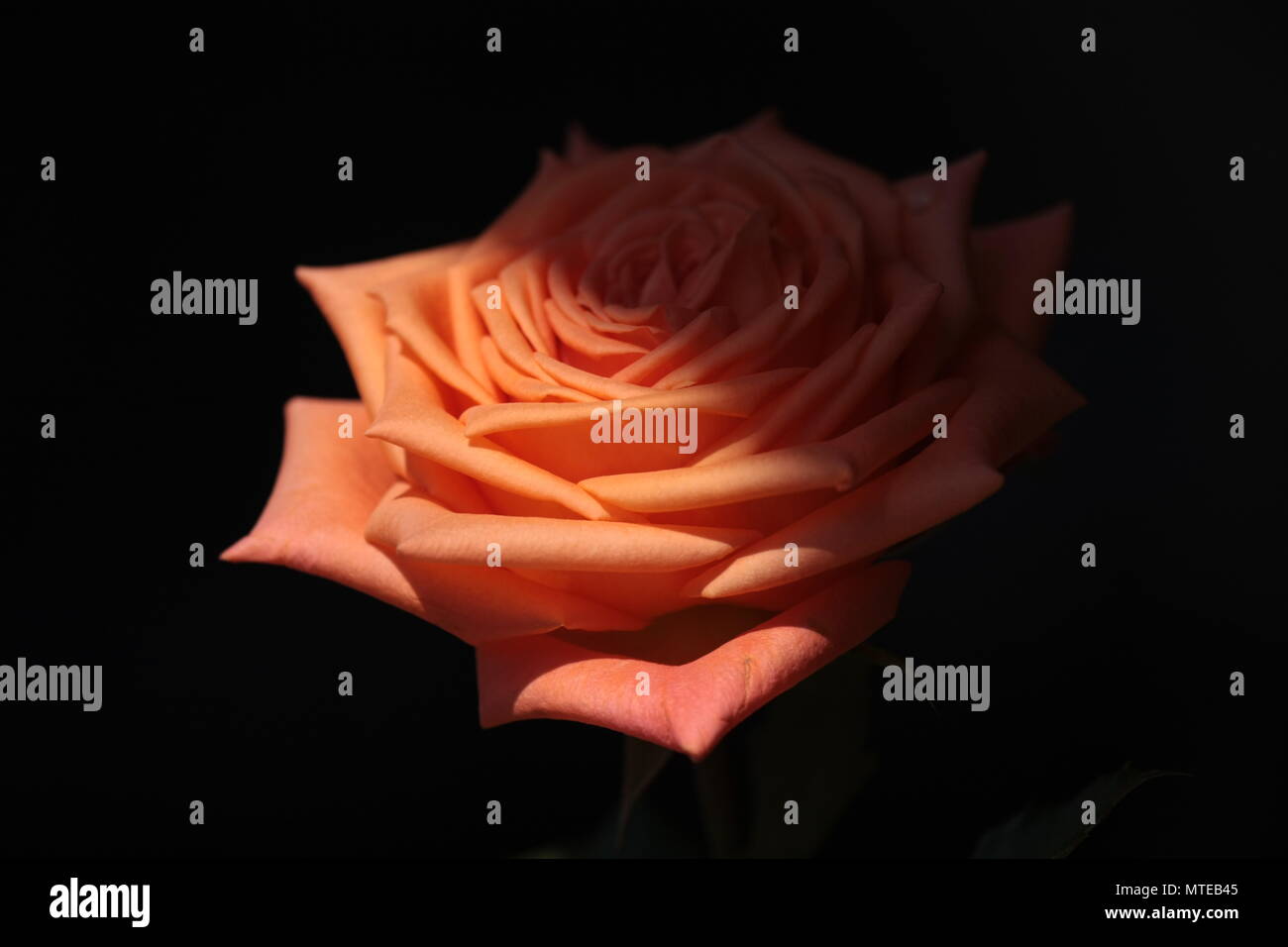 Close look of a rose standing alone on the field Stock Photo - Alamy