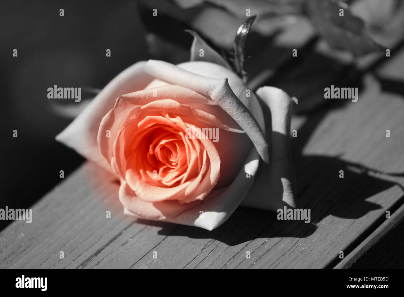 Close look of a rose standing alone on the field Stock Photo - Alamy