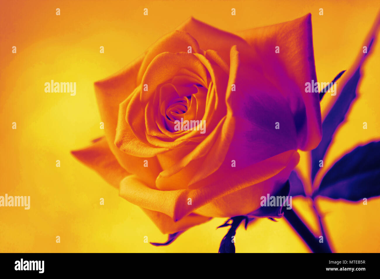 Close look of a rose standing alone on the field Stock Photo - Alamy