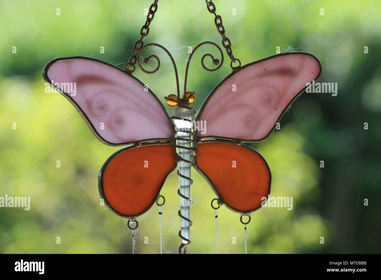 Glasscolorful butterfly on the garden Stock Photo - Alamy