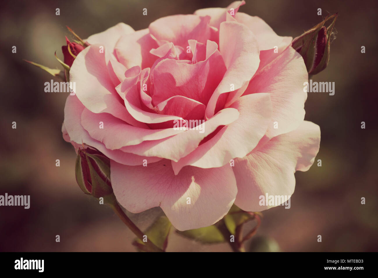 Close look of a rose standing alone on the field Stock Photo - Alamy