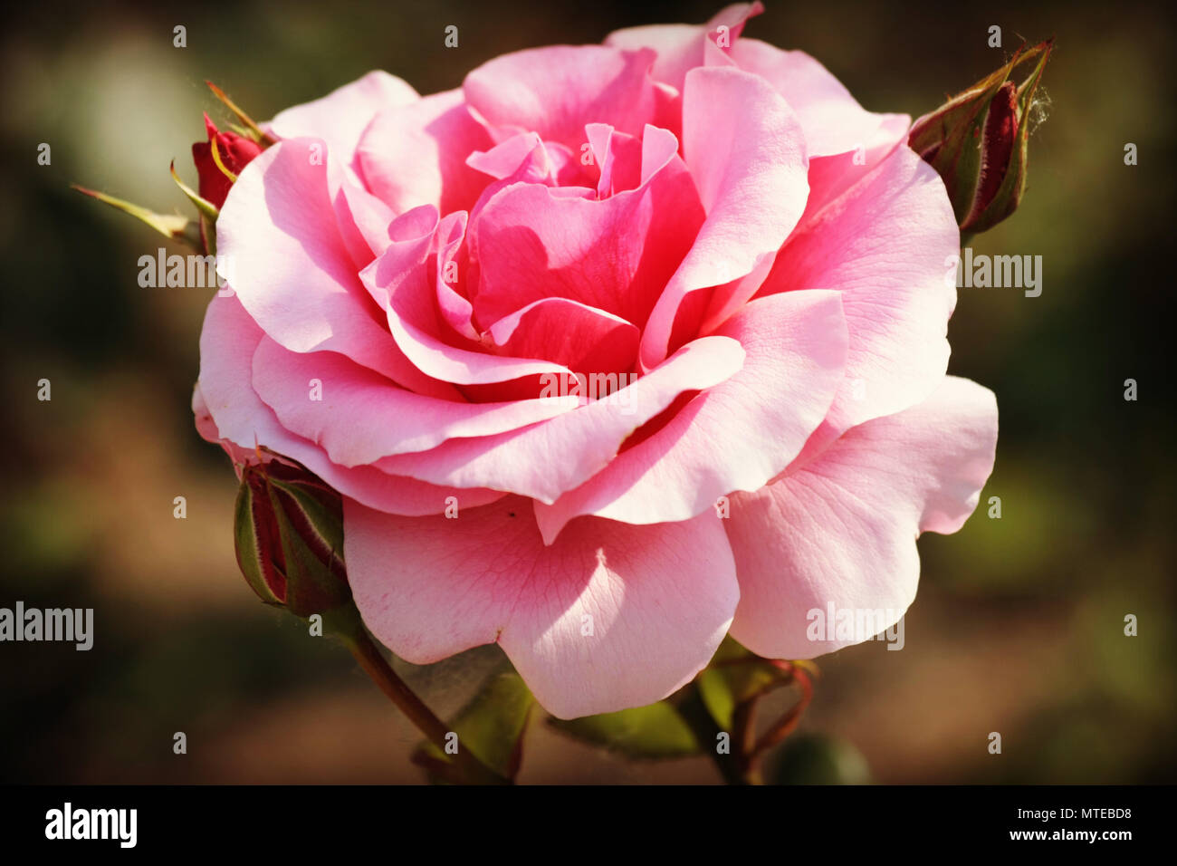 Close look of a rose standing alone on the field Stock Photo - Alamy