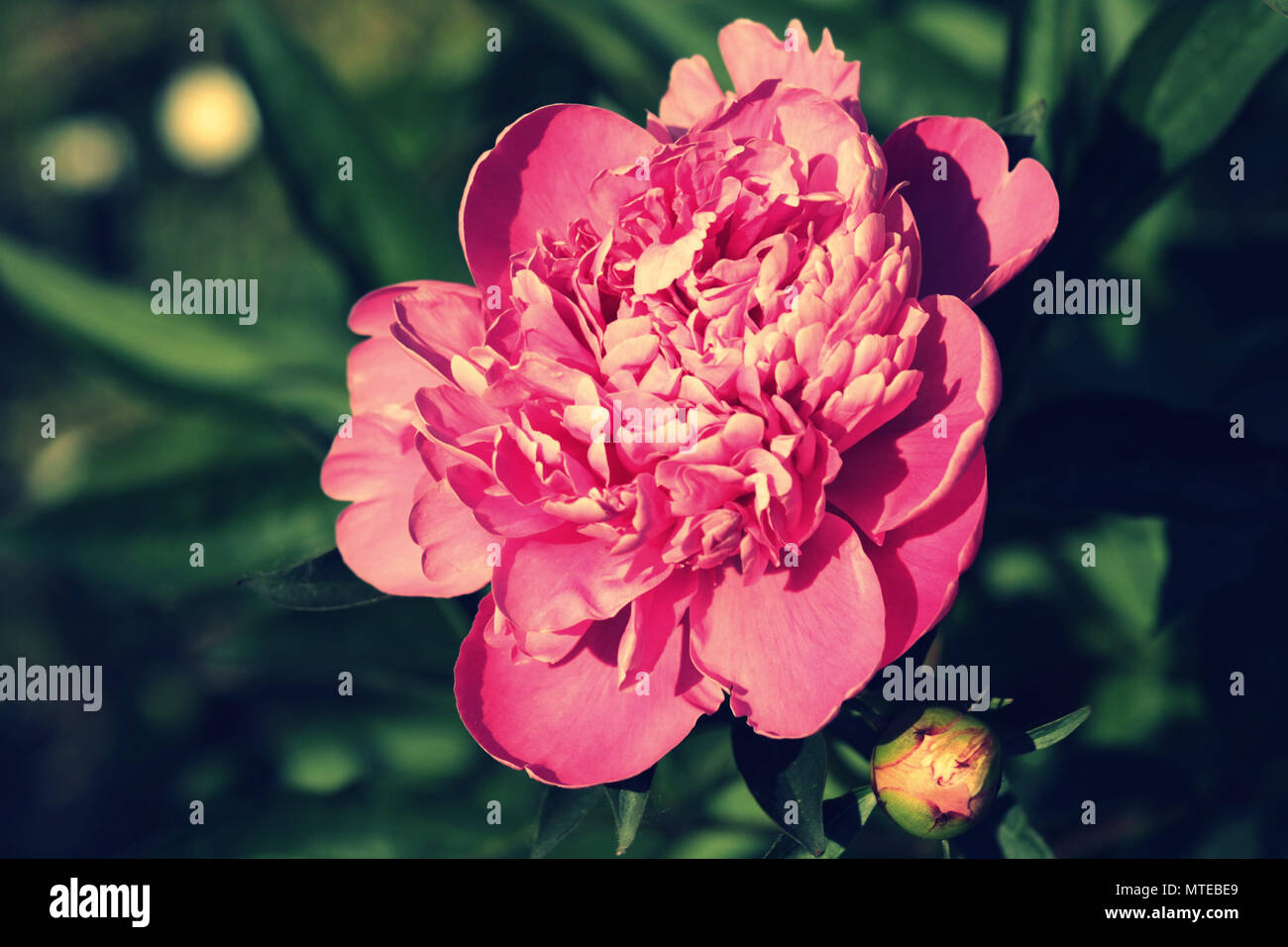 Close look of a rose standing alone on the field Stock Photo - Alamy