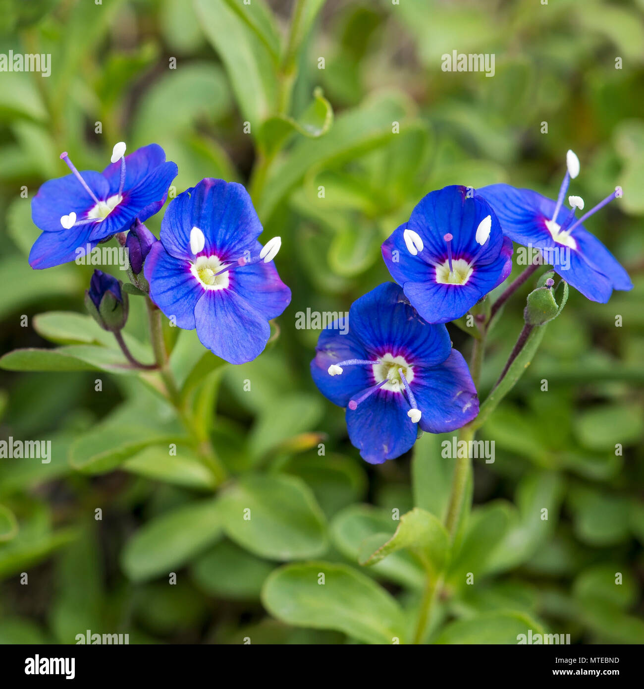 Veronica Fruticans High Resolution Stock Photography and Images - Alamy