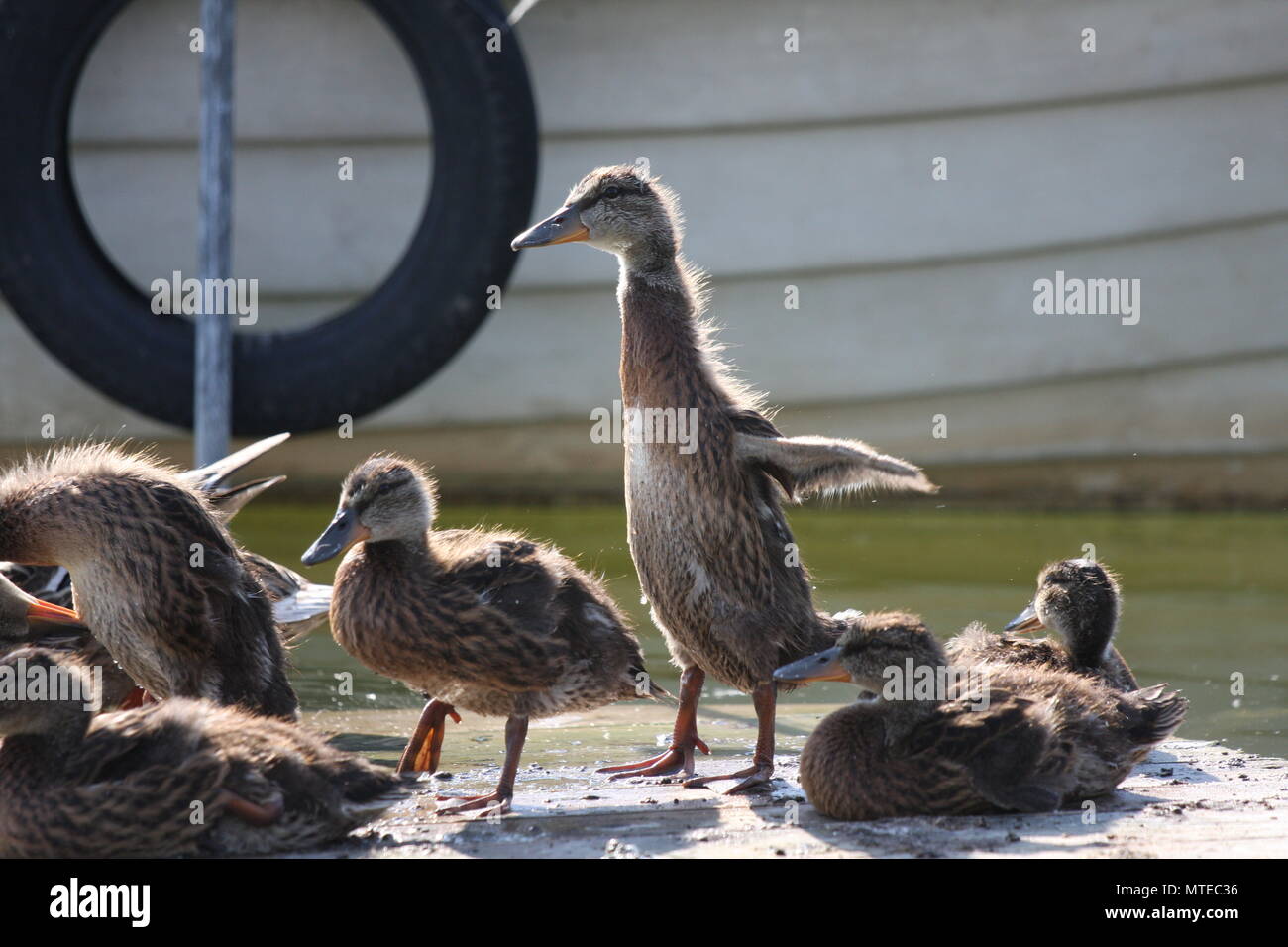 Duck family in a little hidden dock at Lake Velence, Hungary Stock ...