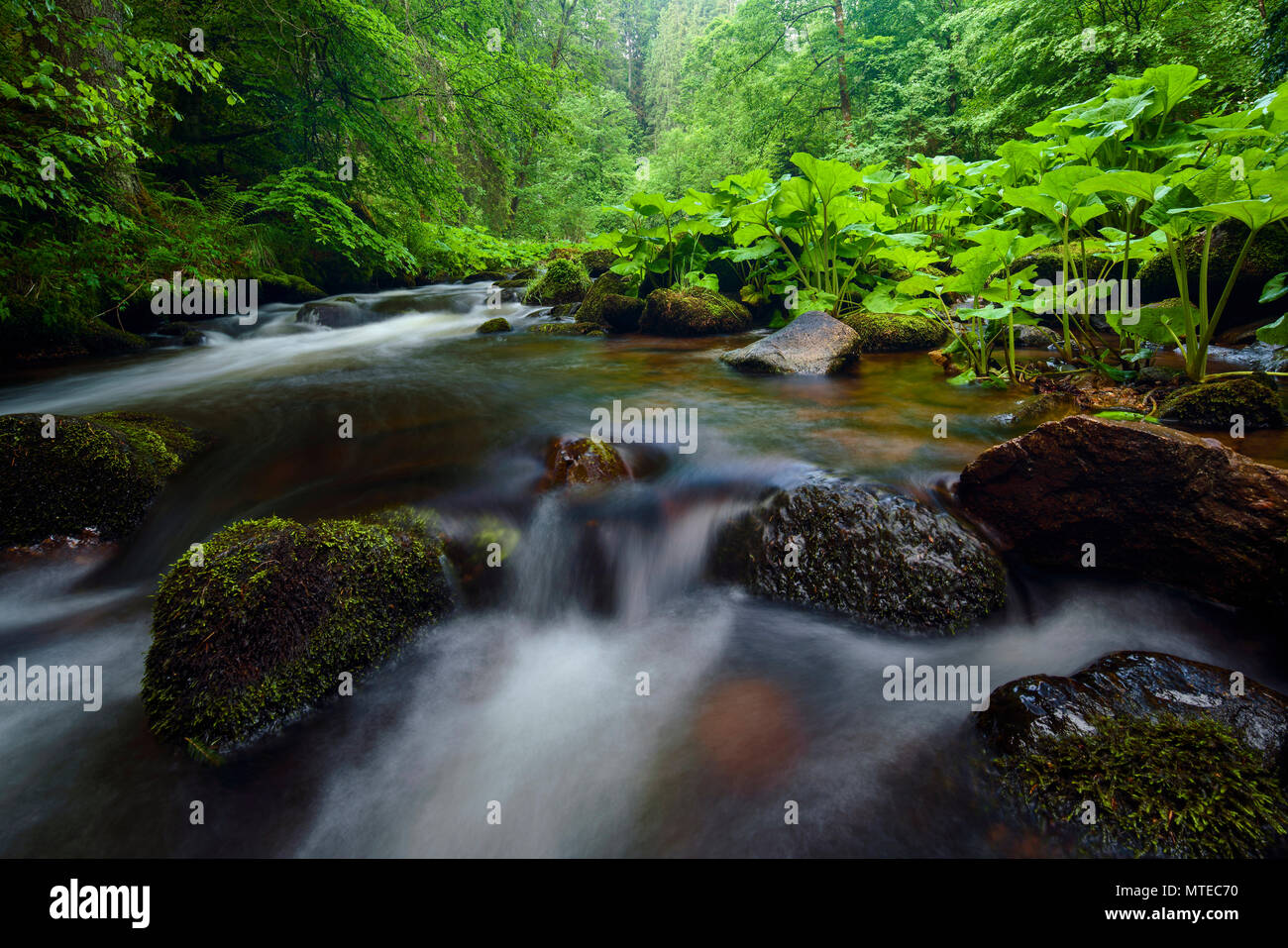 Haslach Gorge, Haslach, Black Forest, Baden-Württemberg, Germany Stock ...