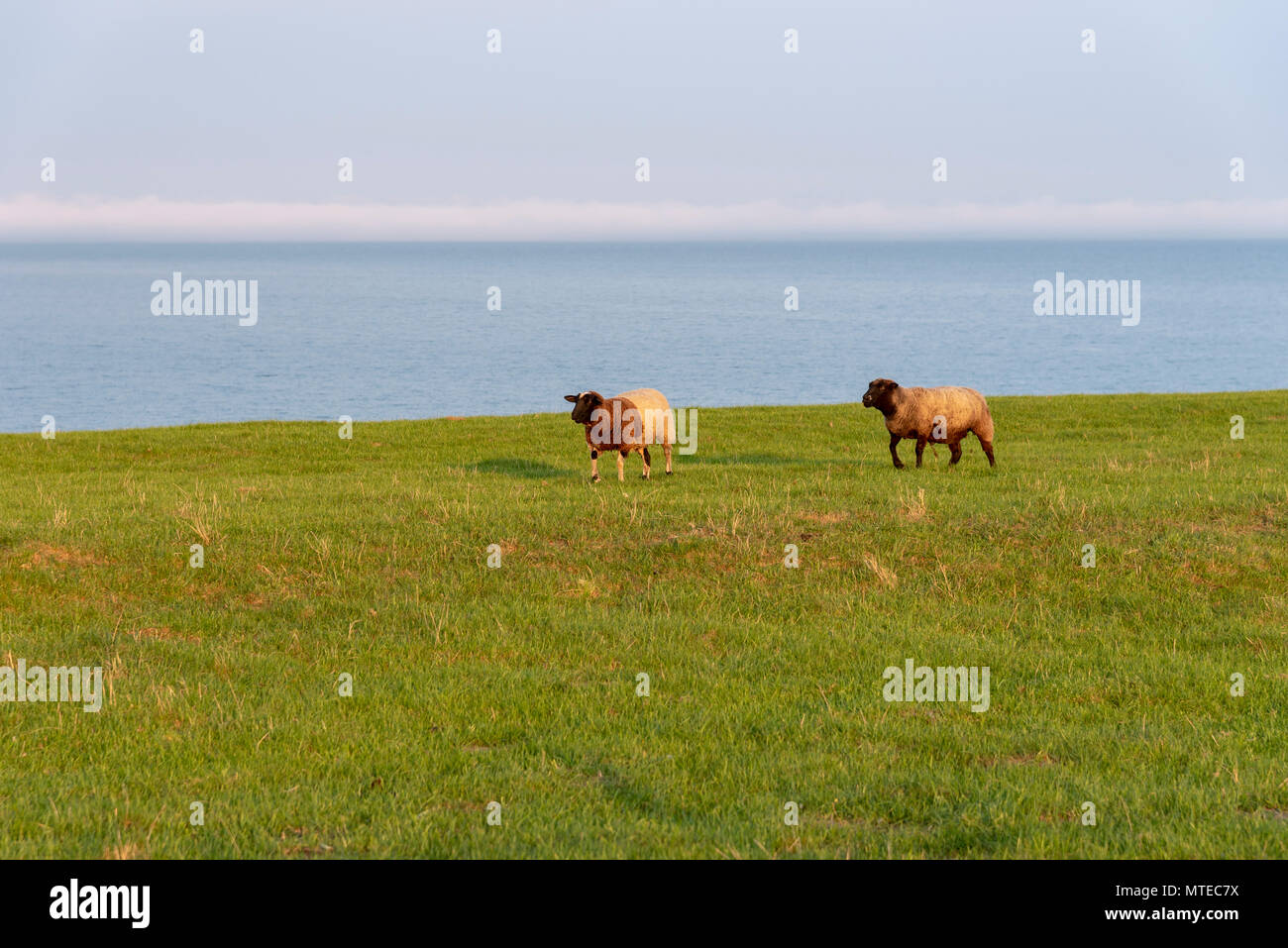 Landscape with sheep by the sea Stock Photo - Alamy