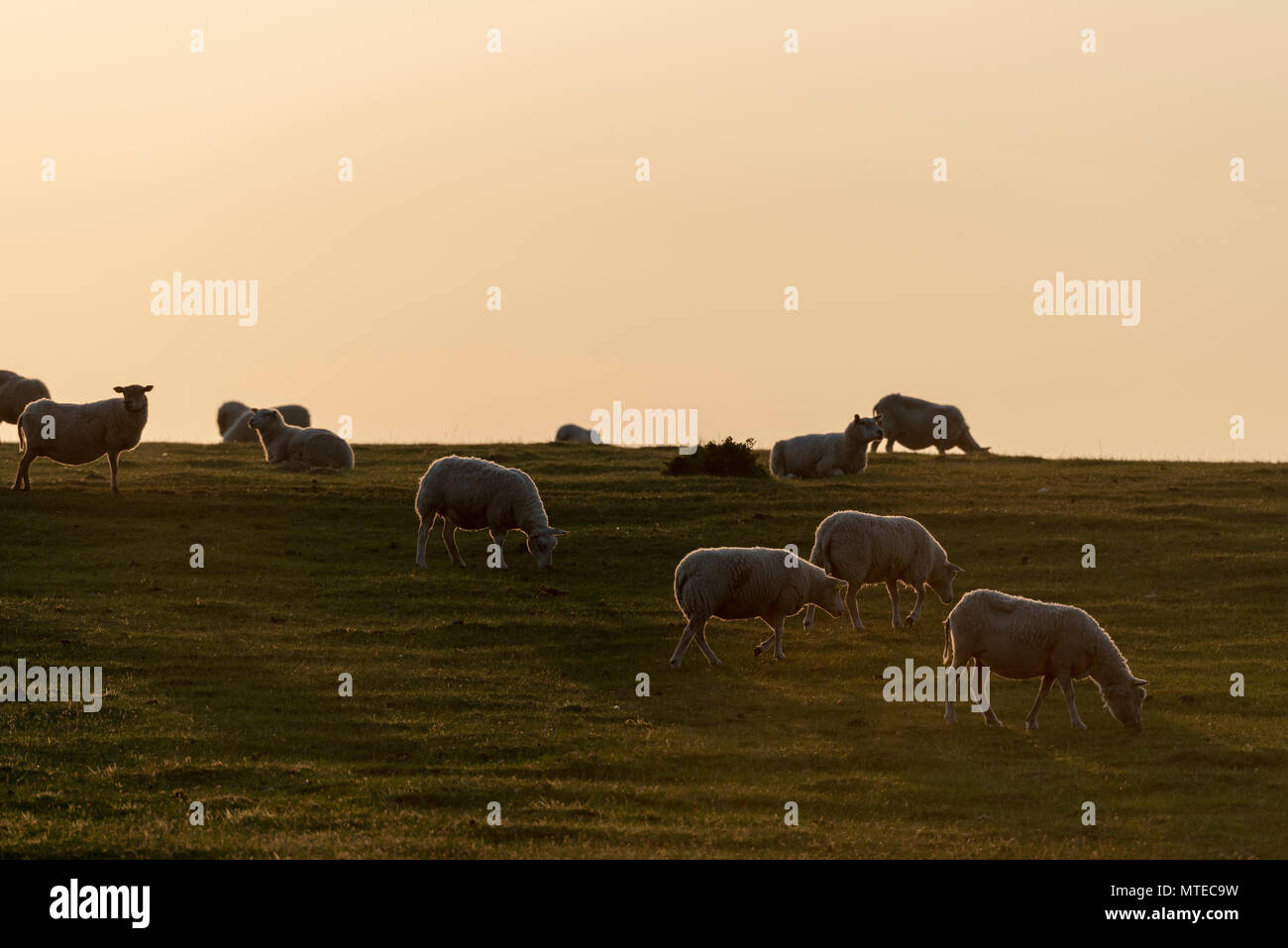 Sunset with sheep in backlight Stock Photo - Alamy
