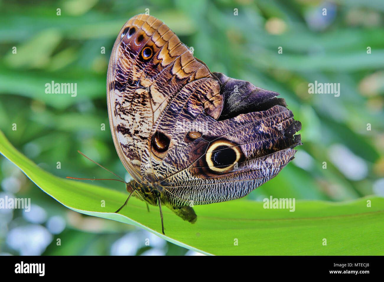 Butterfly genus hi-res stock photography and images - Alamy