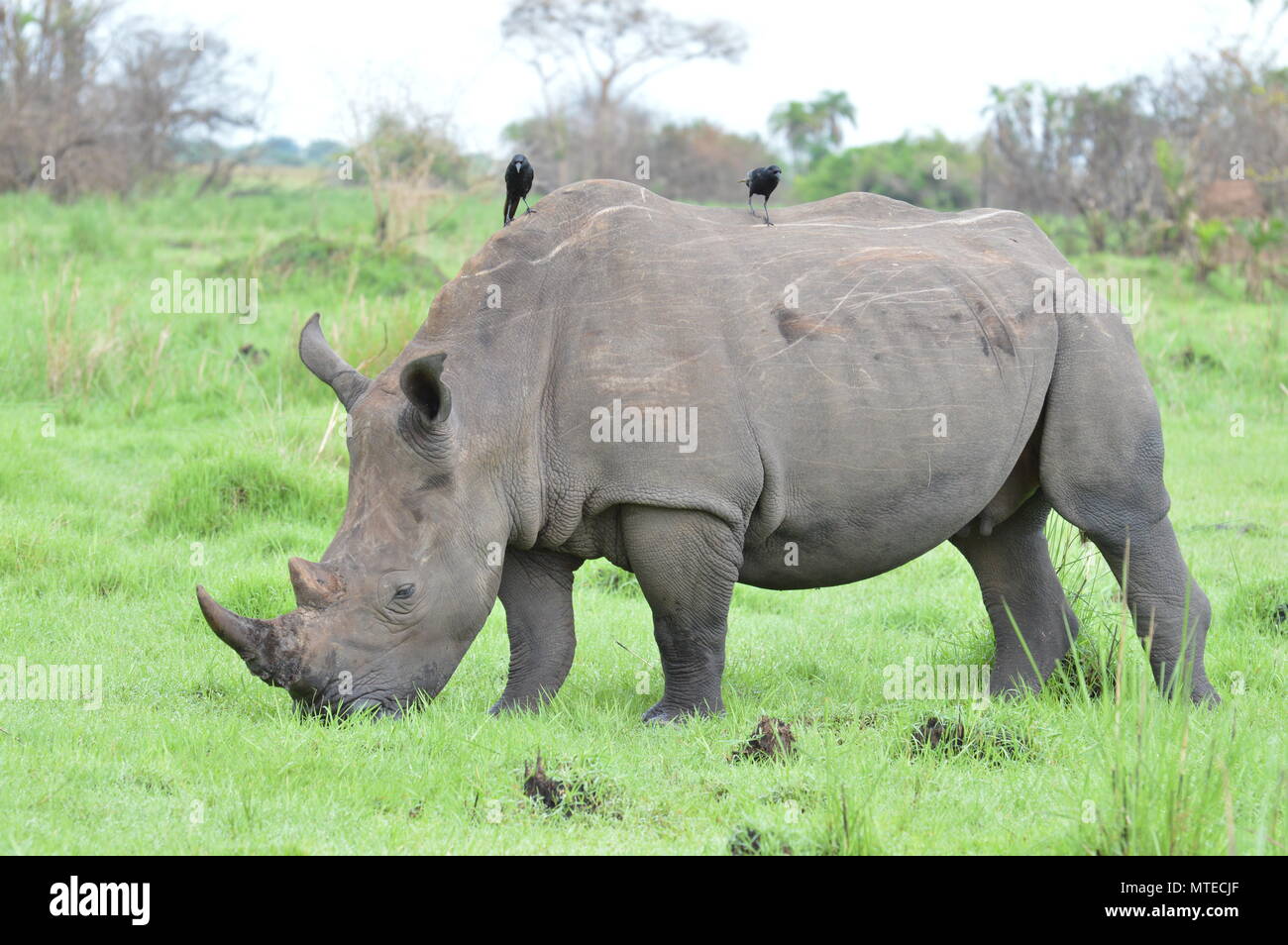 Weaver Bird Rhino