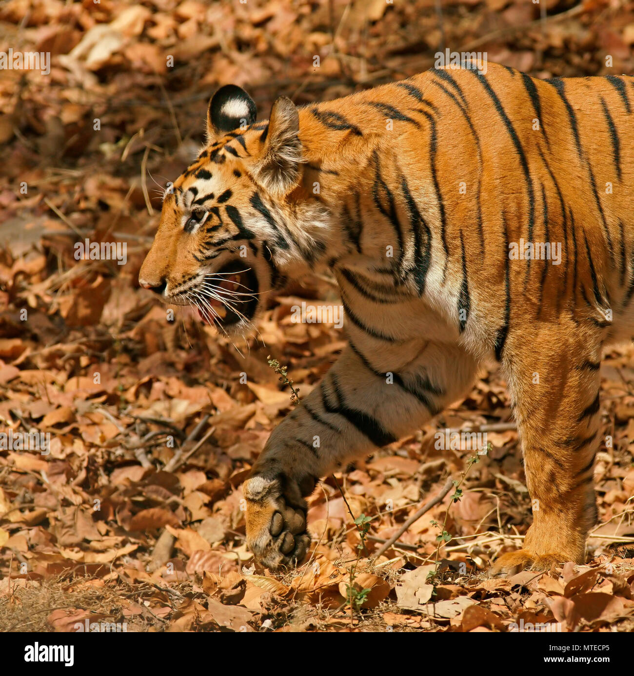 India tiger bengal running hi-res stock photography and images - Alamy