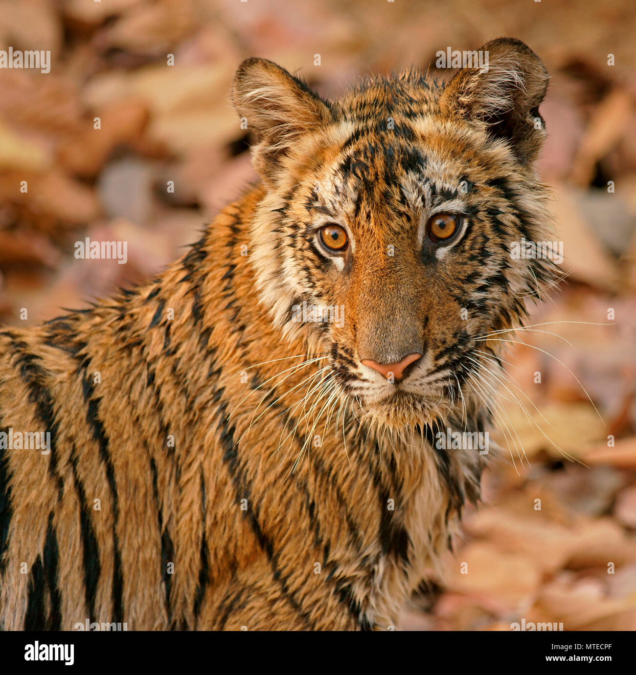 Bengal tiger (Panthera tigris tigris) Kitten, animal portrait ...