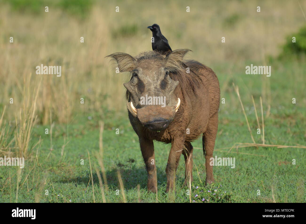 Warthog standing with bird on its back Stock Photo - Alamy