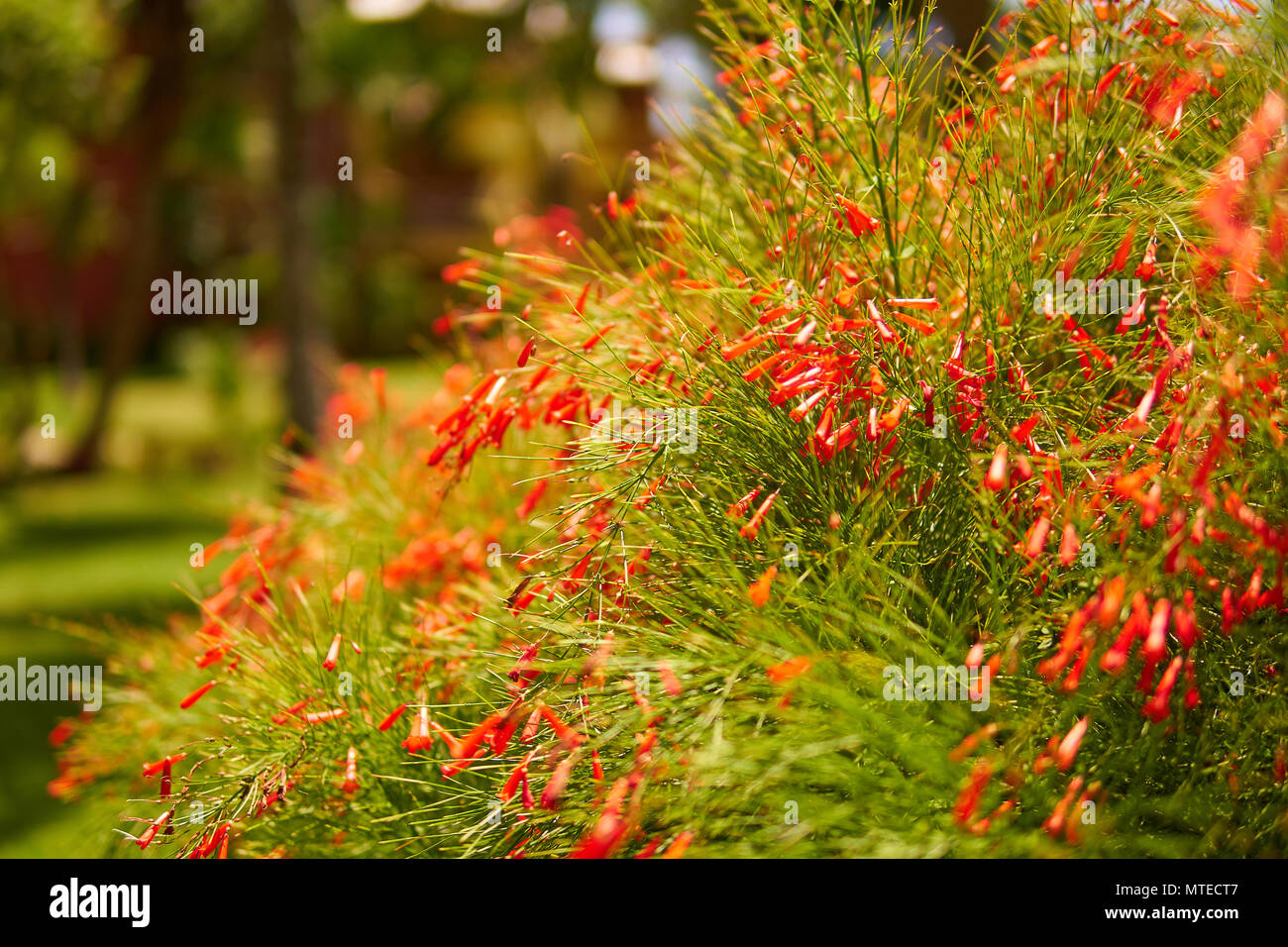 Maya rose hi-res stock photography and images - Alamy