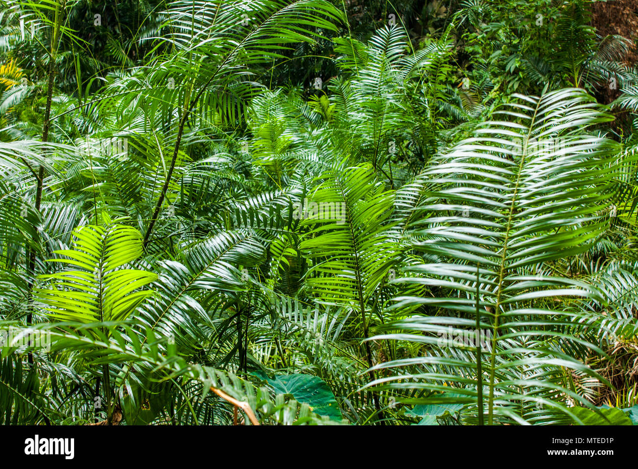 Rattan Tree in Khulna,Bangladesh Stock Photo - Alamy