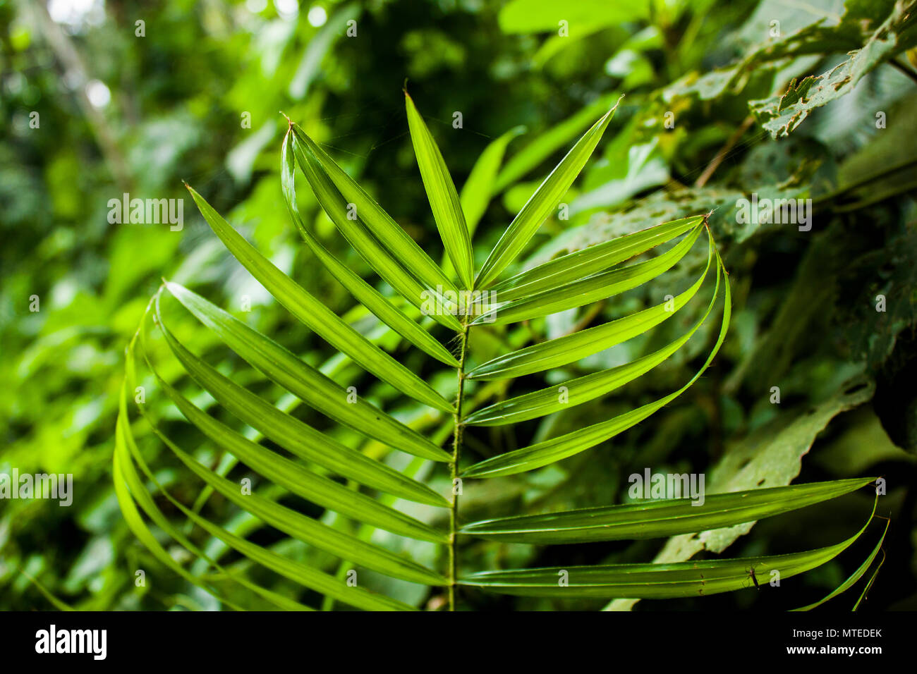 Rattan palm trees hi-res stock photography and images - Alamy