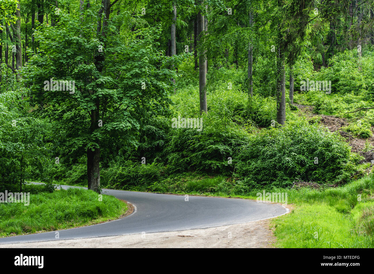 Empty road in forest asphalt hi-res stock photography and images - Alamy