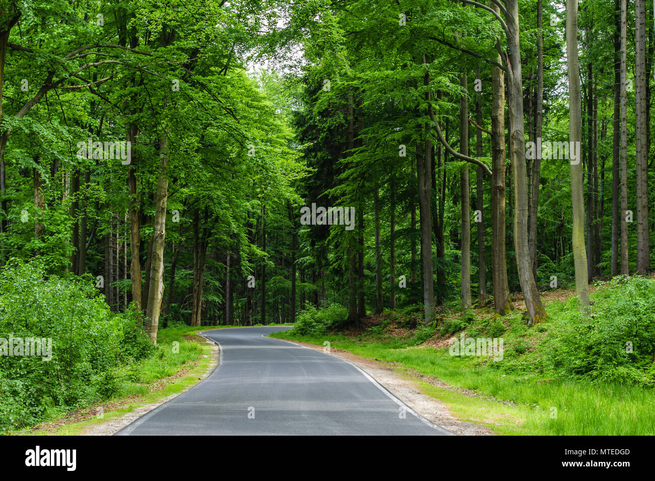 Winding road between green forest hi-res stock photography and images ...