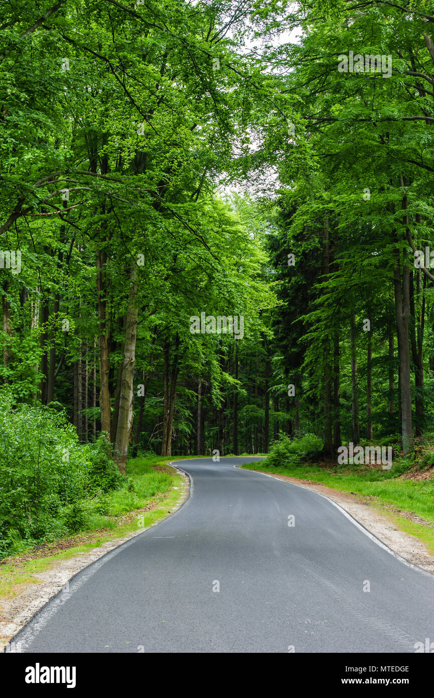 Empty road and the trees above Stock Photo - Alamy