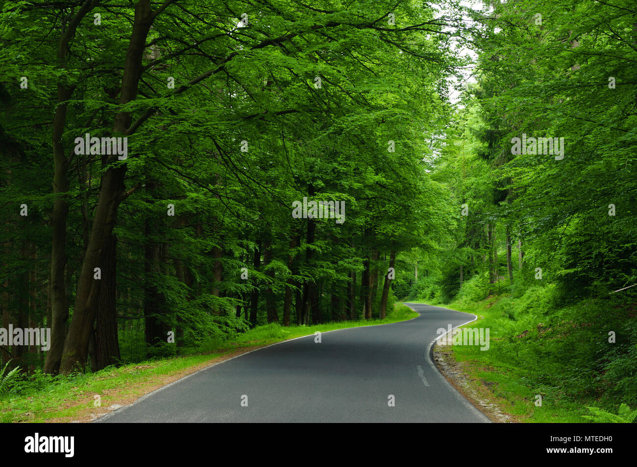 Road in countryside between forest hi-res stock photography and images ...