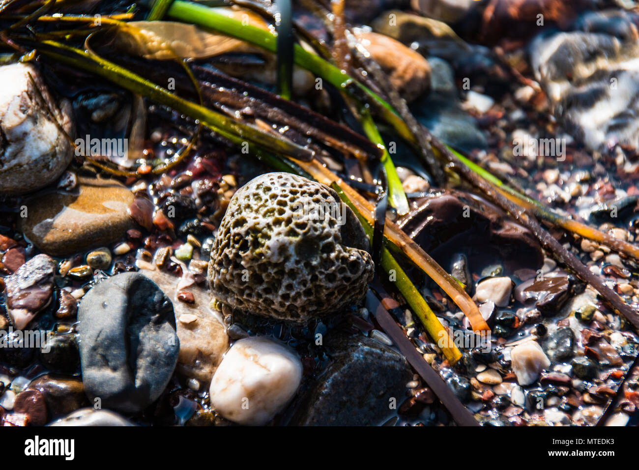 Closeup of seashore hi-res stock photography and images - Alamy