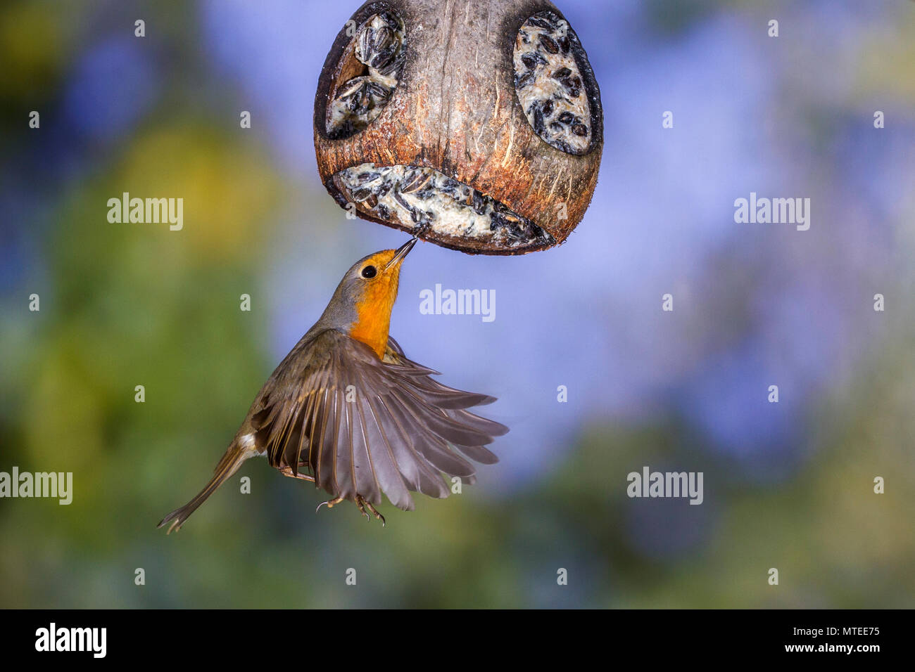 Robin Flying Stock Photos & Robin Flying Stock Images - Alamy