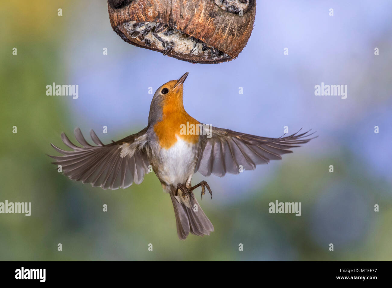 Robin Flying Stock Photos & Robin Flying Stock Images - Alamy