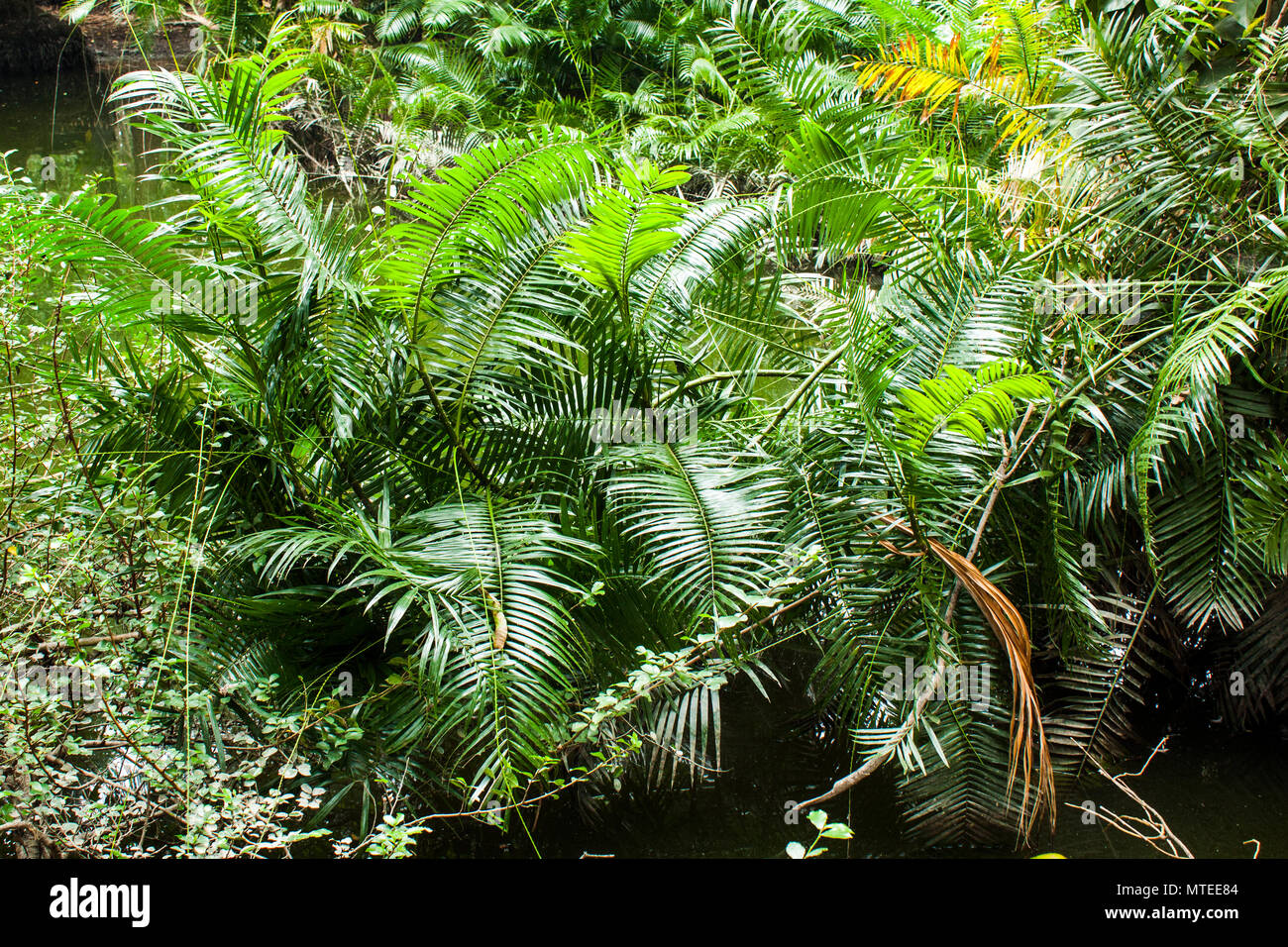 Rattan Tree in Khulna,Bangladesh Stock Photo - Alamy